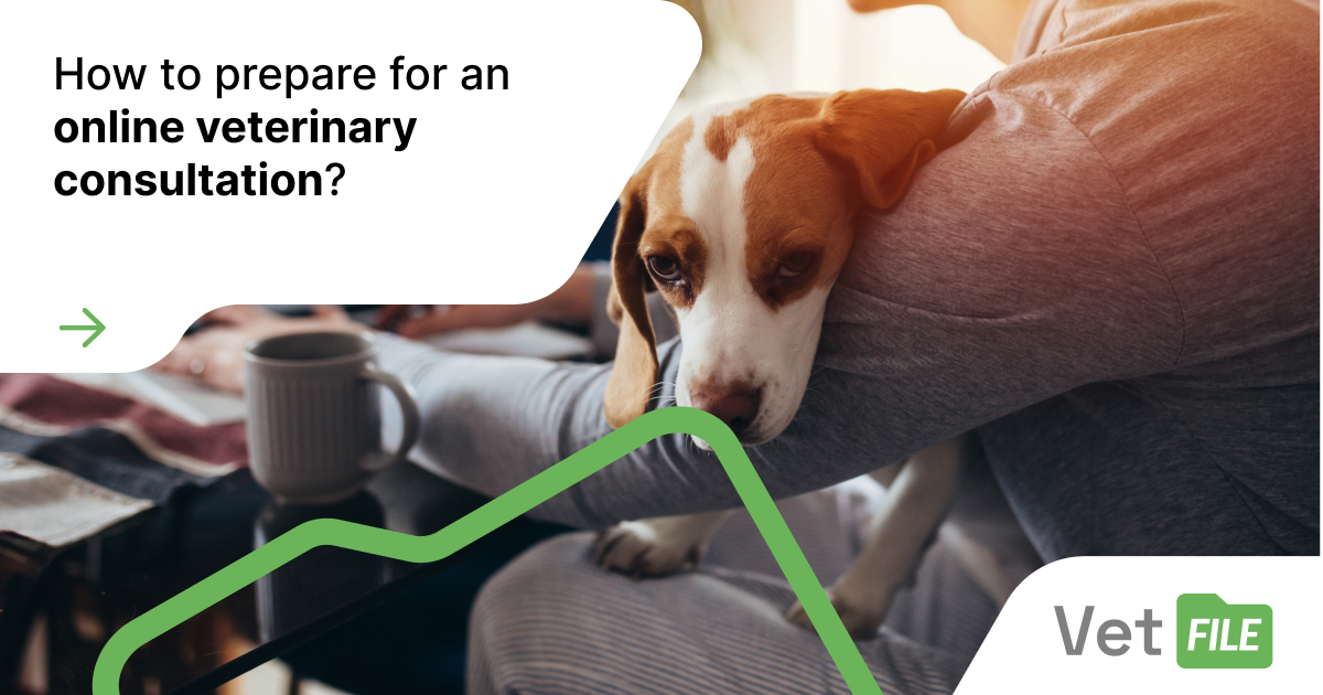 How to prepare for an online veterinary consultation?