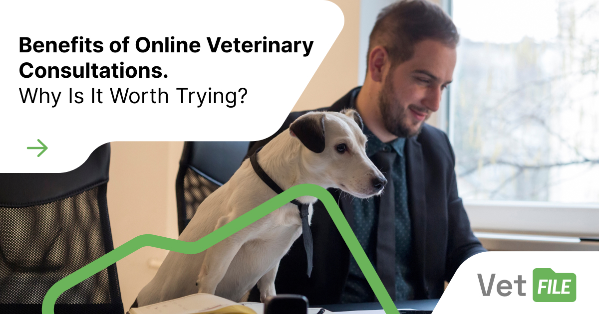 Benefits of online veterinary consultations. Why is it worth trying?